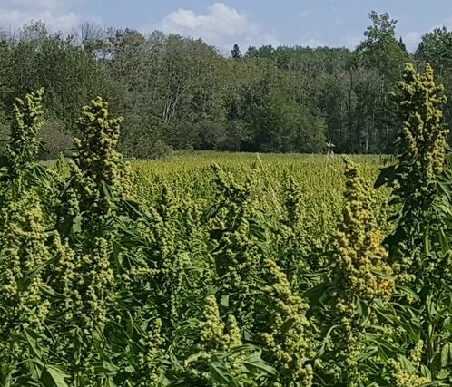 Dehulled Hemp Hearts (1lb/450g) - Adagio Acres