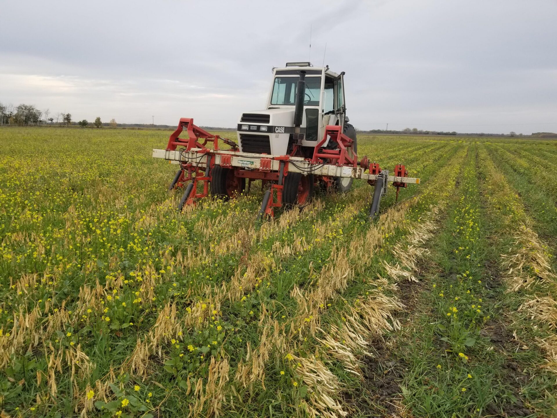 Organic Pinto Beans – Adagio Acres