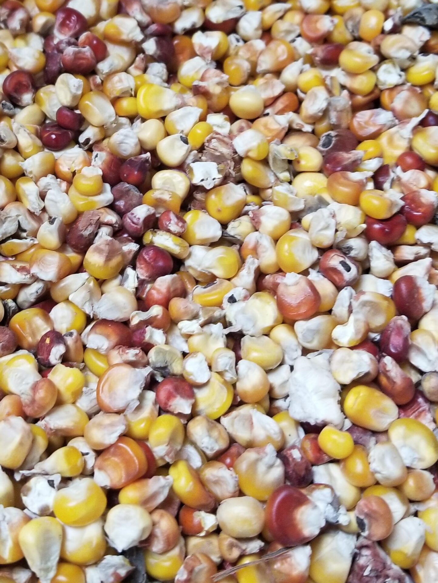 Organic Stone Ground Corn Meal – Adagio Acres