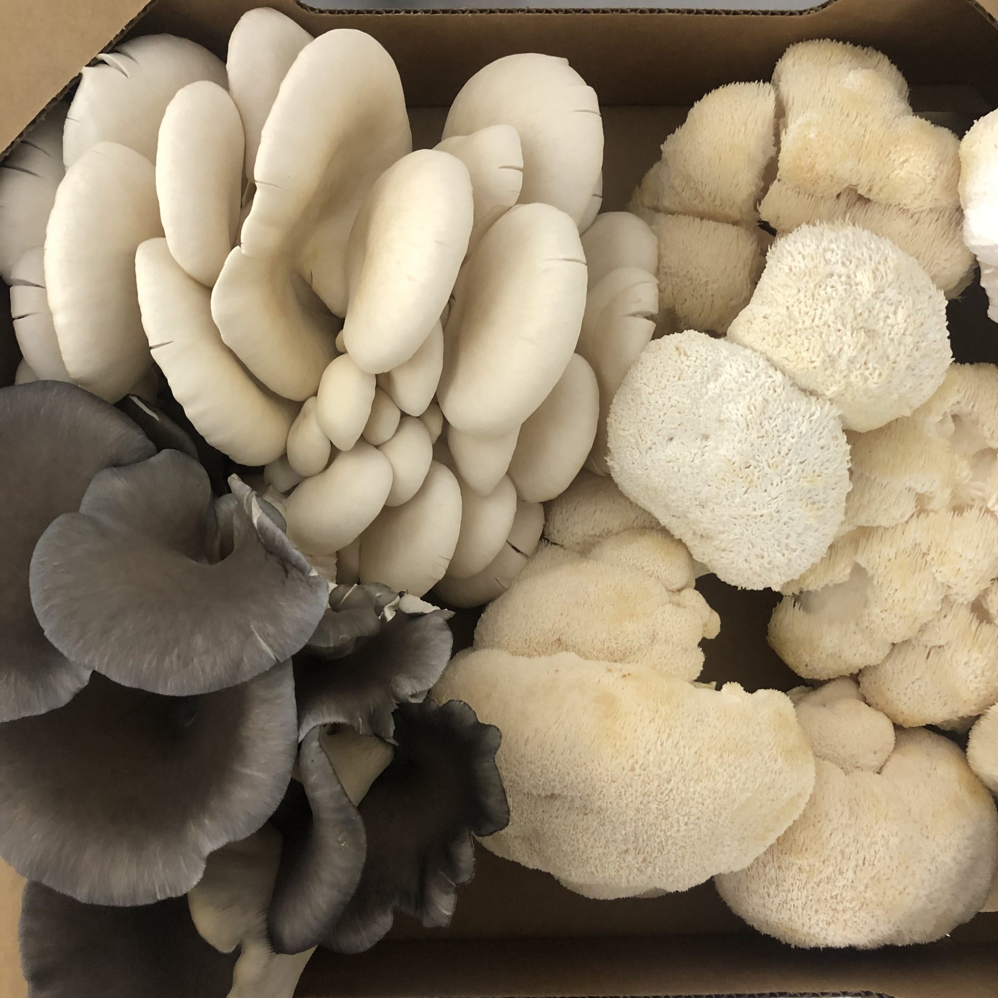 Mushroom Harvest Packs – Adagio Acres